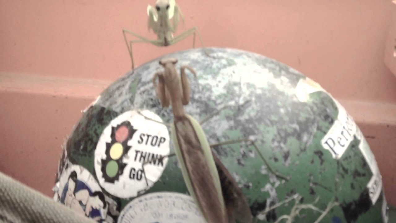 Praying Mantis Fight Youtube