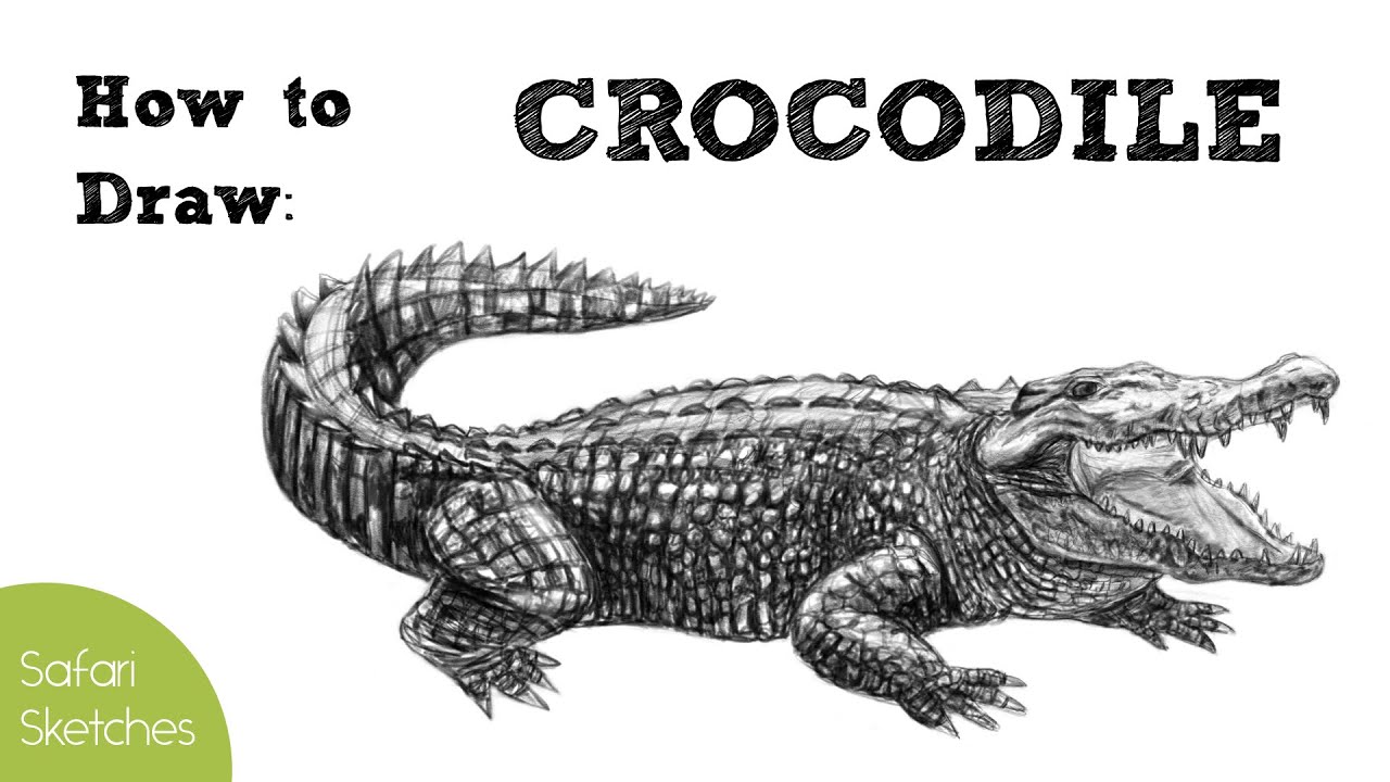 How To Draw Realistic Crocodile