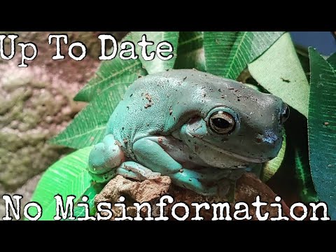 Whites Tree Frog Care Guide 2020 Youtube
