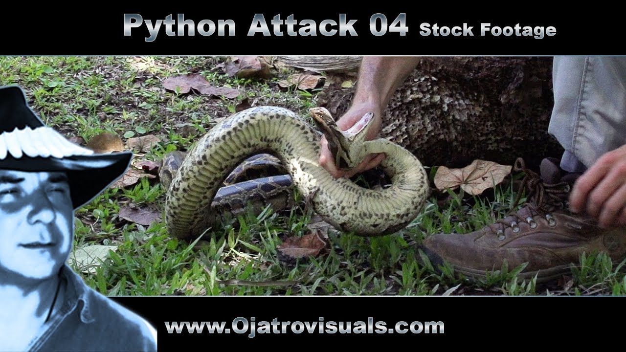 Python Attack 04 Stock Footage Youtube