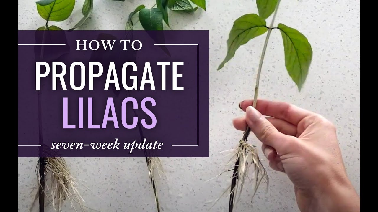 Propagating Rooting Lilac Cuttings 7 Week Update Youtube