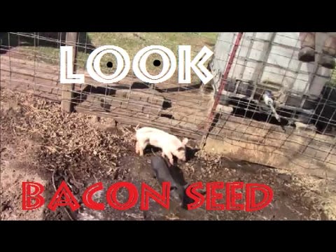 The Pig Setup Youtube