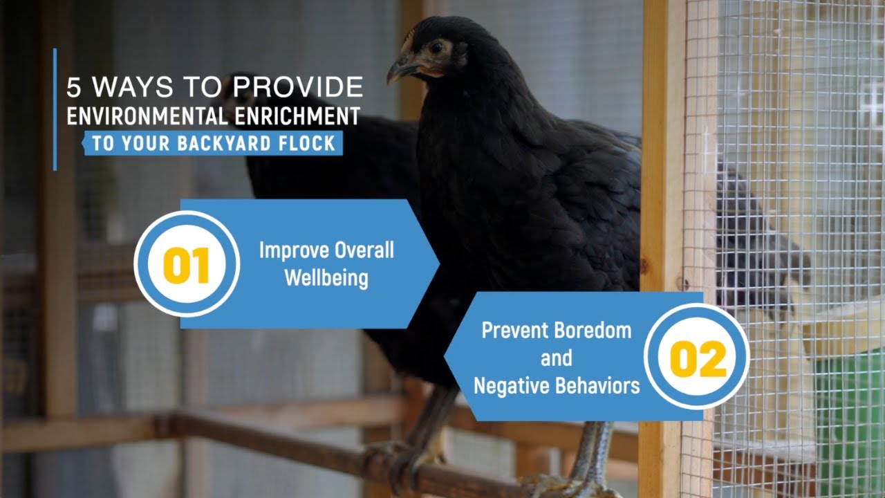 5 Ways To Provide Environmental Enrichment To Your Backyard Flock Youtube