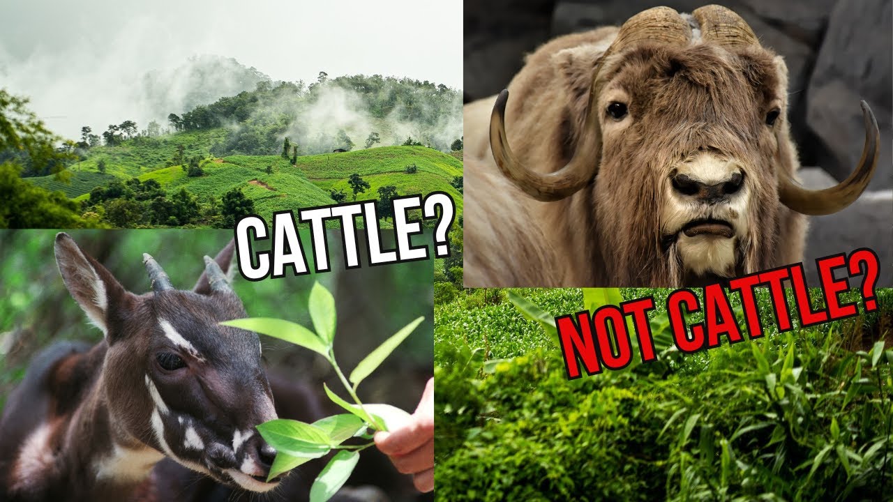 Every Wild Cattle Species Explained Youtube