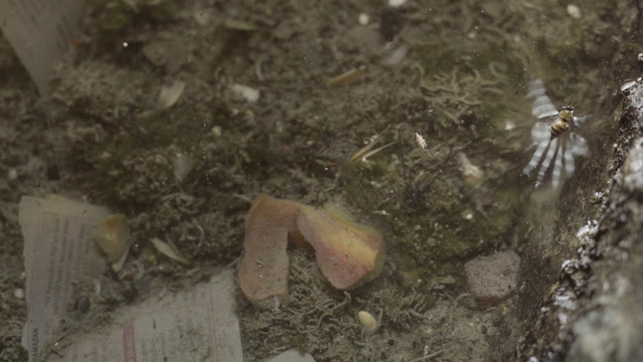 Trailer Aether Youtube