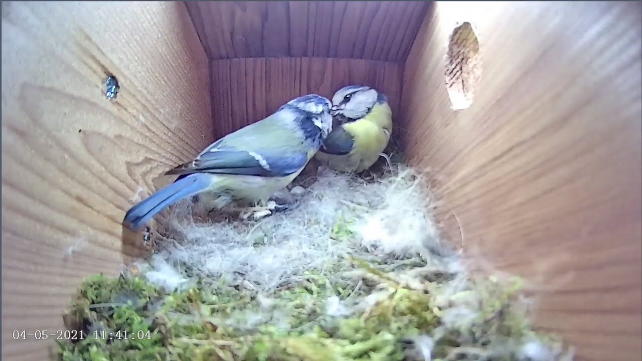 4th May 2021 Incubation Day 7 Blue Tit Nest Box Live Camera