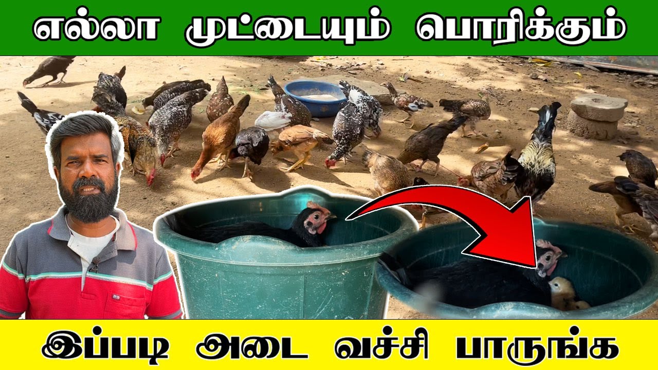How To Hatch Every Egg Successfully Must Try Method Tamil Guna