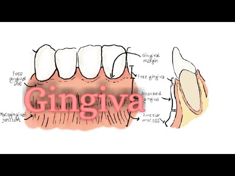 Gingiva Part 1 Overview Youtube