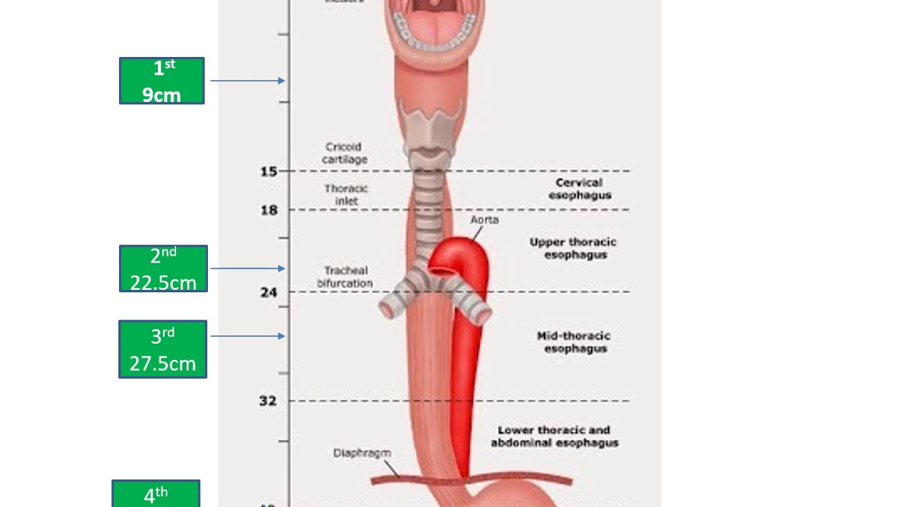 The Esophagus Human Anatomy Picture Function