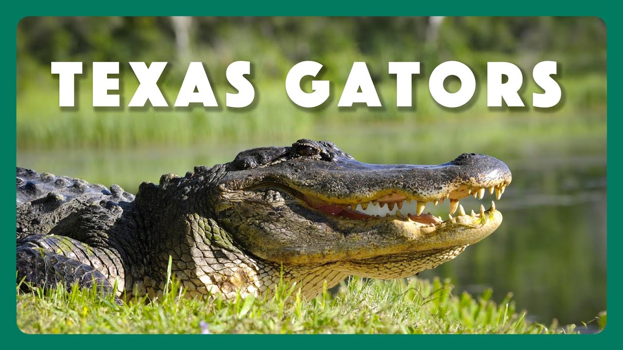 Alligators Native Texans Youtube