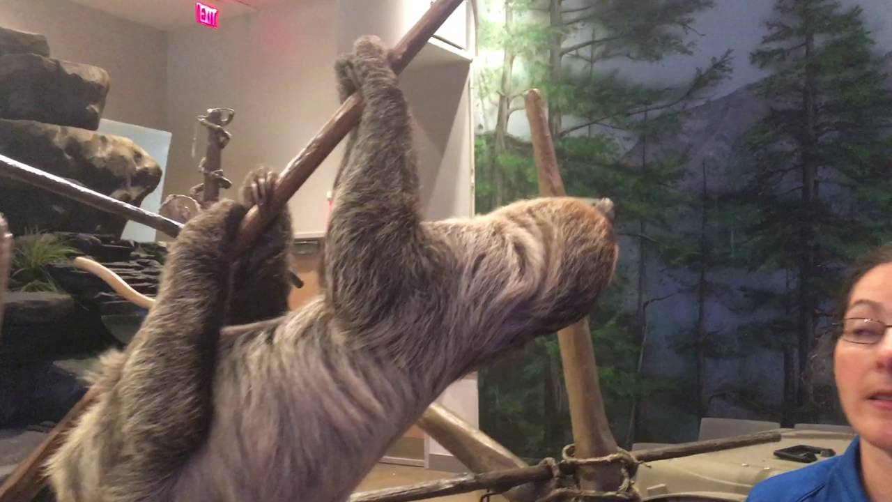 Valentino The Sloth At The National Aviary In Pittsburgh From The