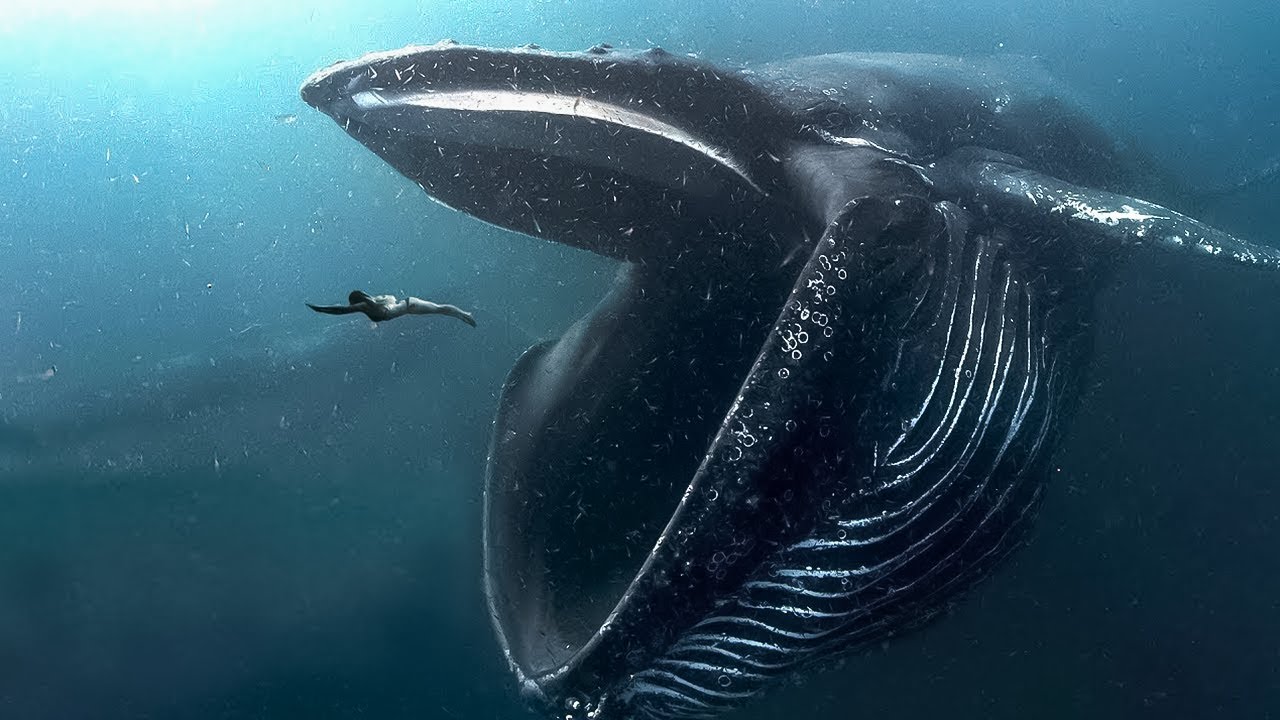Largest Sea Animals In The World Top 10 Biggest Animals In The World