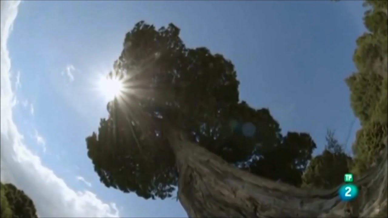 La Historia Del árbol Herido Juan Pablo Ii Johnny Díaz Apitz Youtube