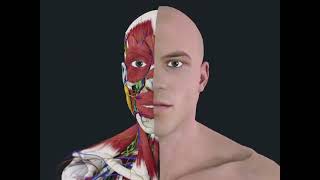 Getting Started With Complete Anatomy Complete Anatomy Mp3 Mp4