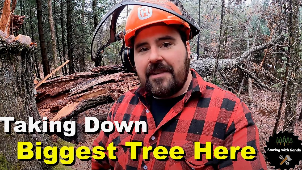 Dangerous Tree Removal Youtube