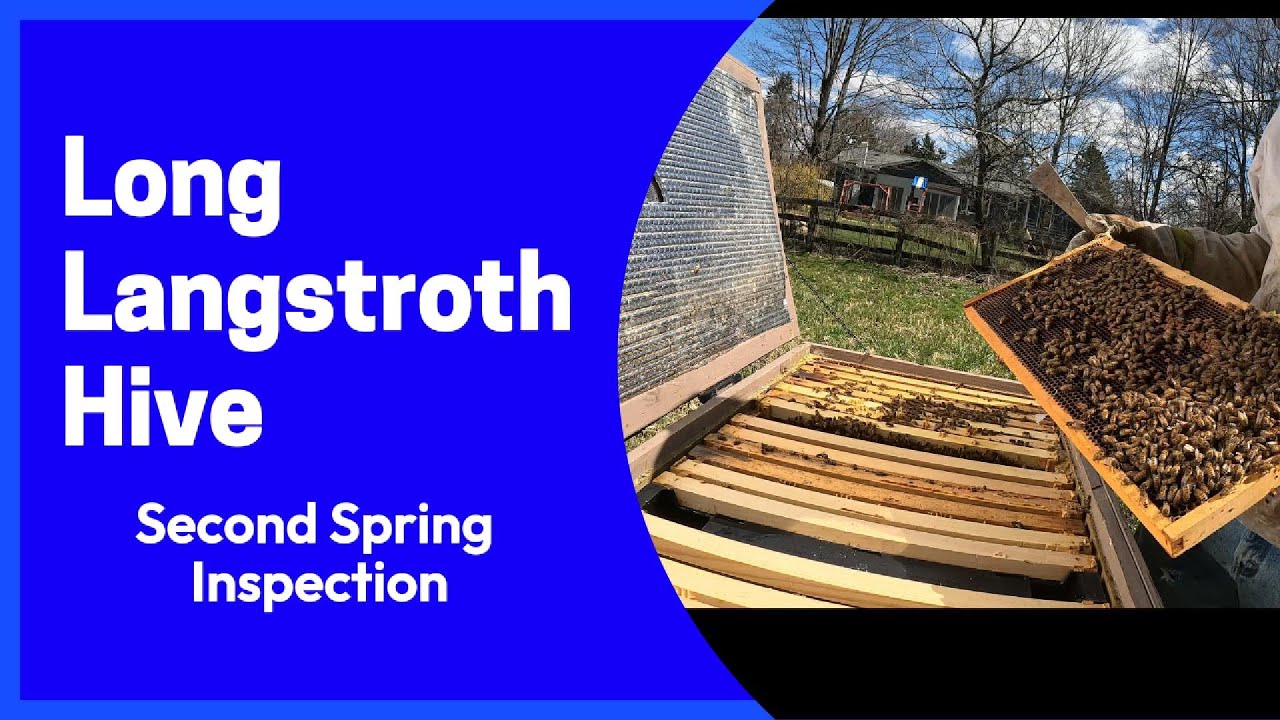 Long Langstroth Hive Second Spring Inspection Youtube