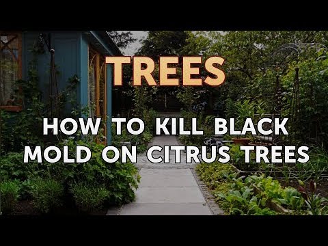 How To Get Rid Of Black Mold On Citrus Trees
