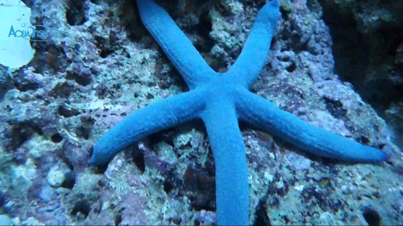 Blue Linckia Starfish