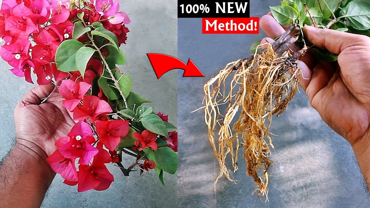 How To Propagate Bougainvillea From Flowering Branches Youtube