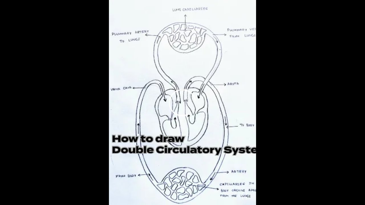 Double Circulatory System Explained