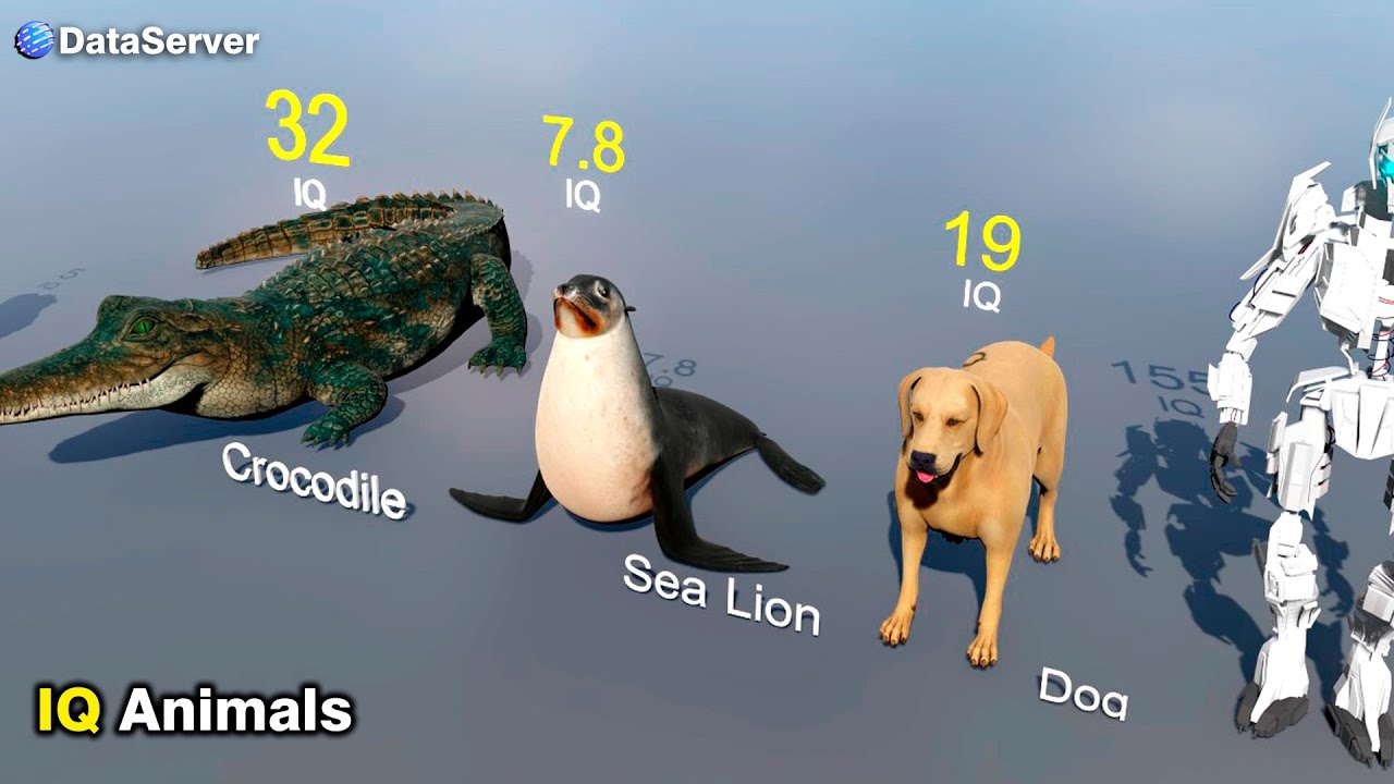 Animal Intelligence Comparison Iq Youtube