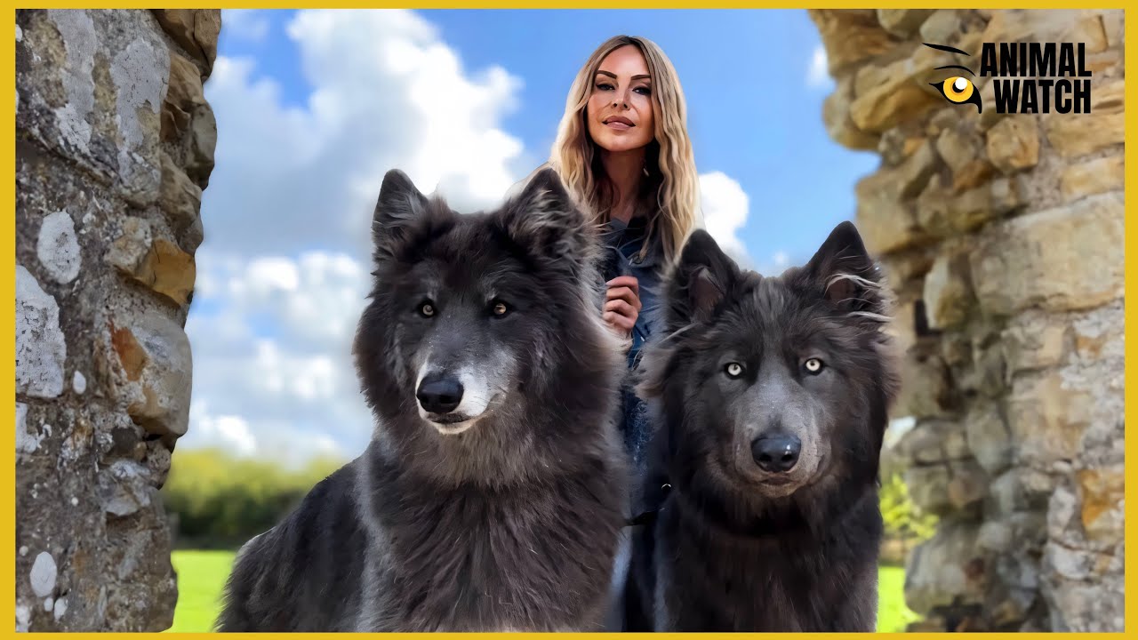 Giant Blue Wolfdog When River Met Ocean Ep 3 Youtube
