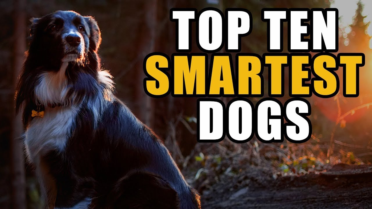 10 Smartest Dog Breeds Youtube
