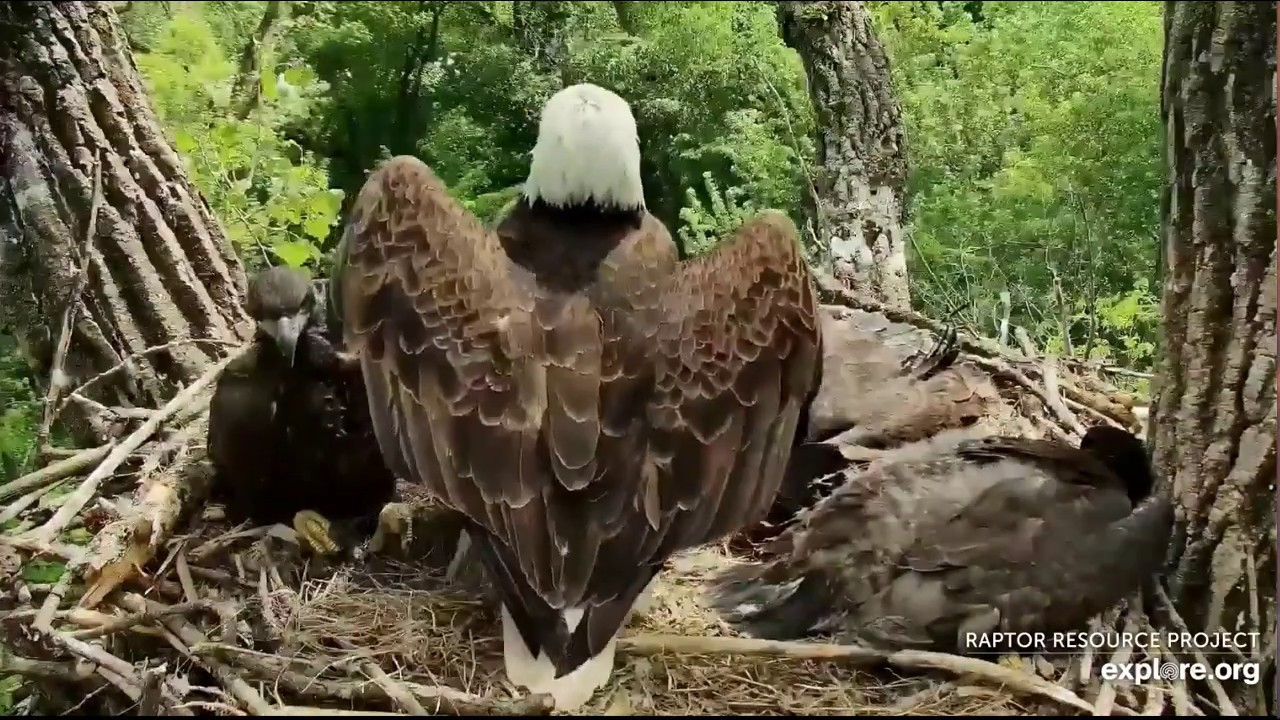 American Eagles Baby Eagle Training To Fly Fron Of The Mom Yavru