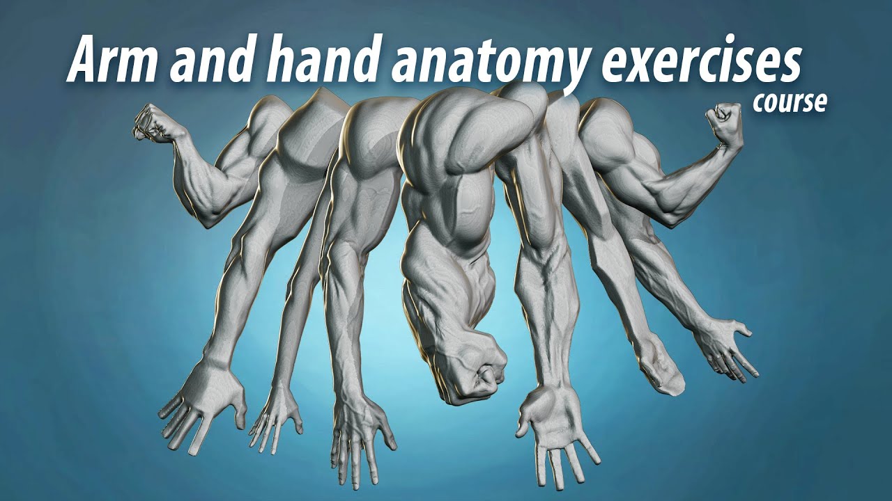 Arm Anatomy Mouse Arm Syndrome Strained Hand Arm Actions