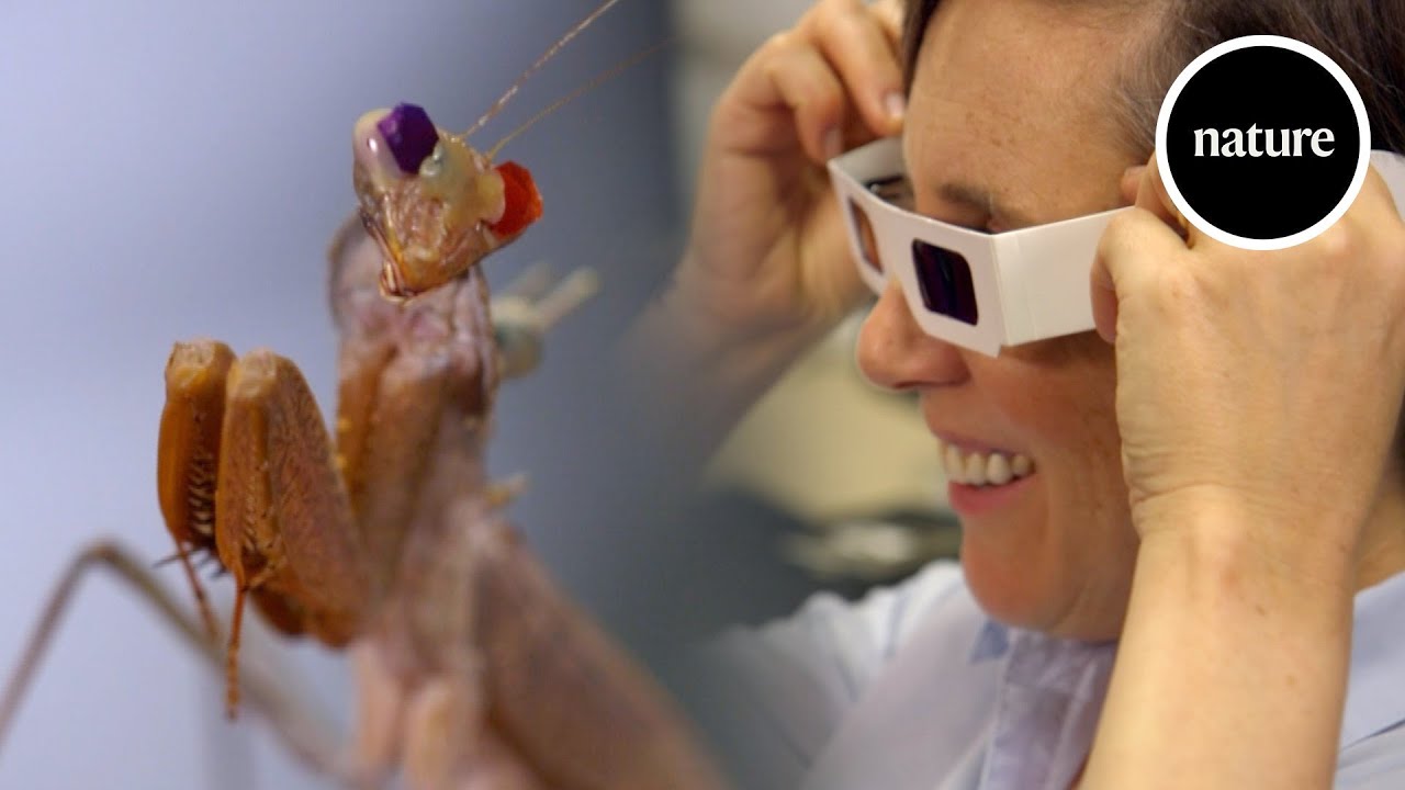 Mantis Brains How To See In 3d Youtube