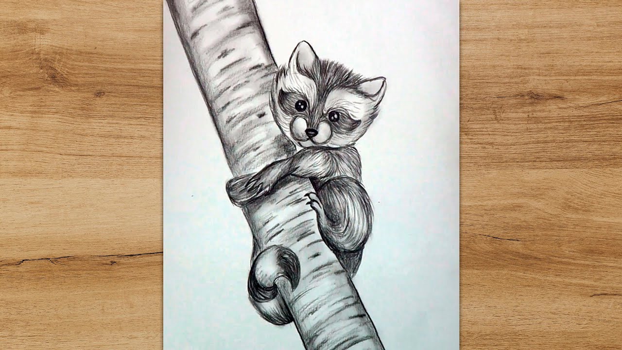 Raccoon In A Tree Drawing