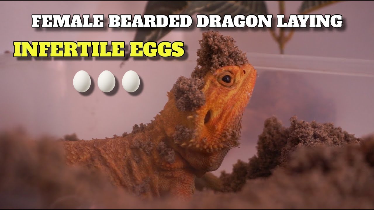 What To Do If Your Female Bearded Dragon Lays Infertile Eggs Youtube
