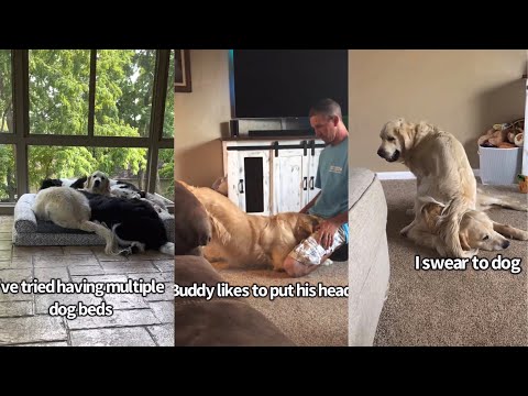 Things My Dogs Do That S Kinda Weird Youtube