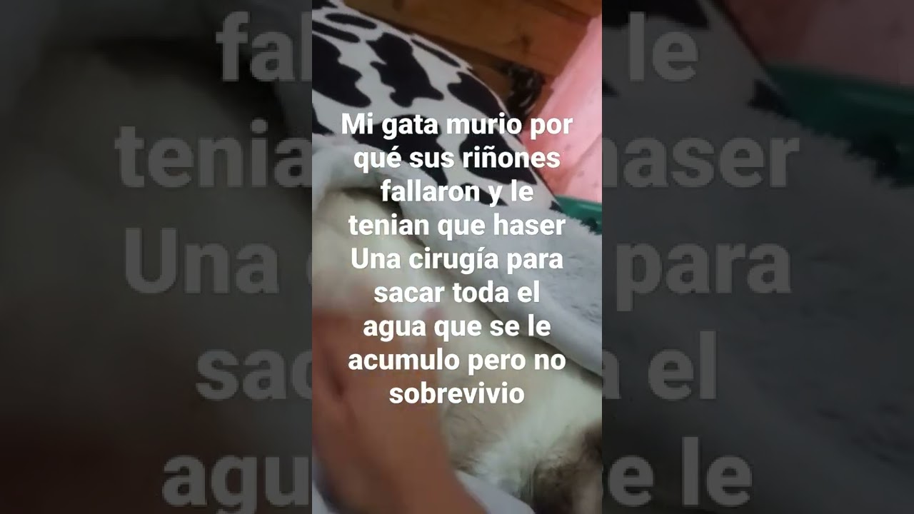 Https Media Tenor Images 9d76d313c22e0080ca2be3dca3bffe0c Tenor