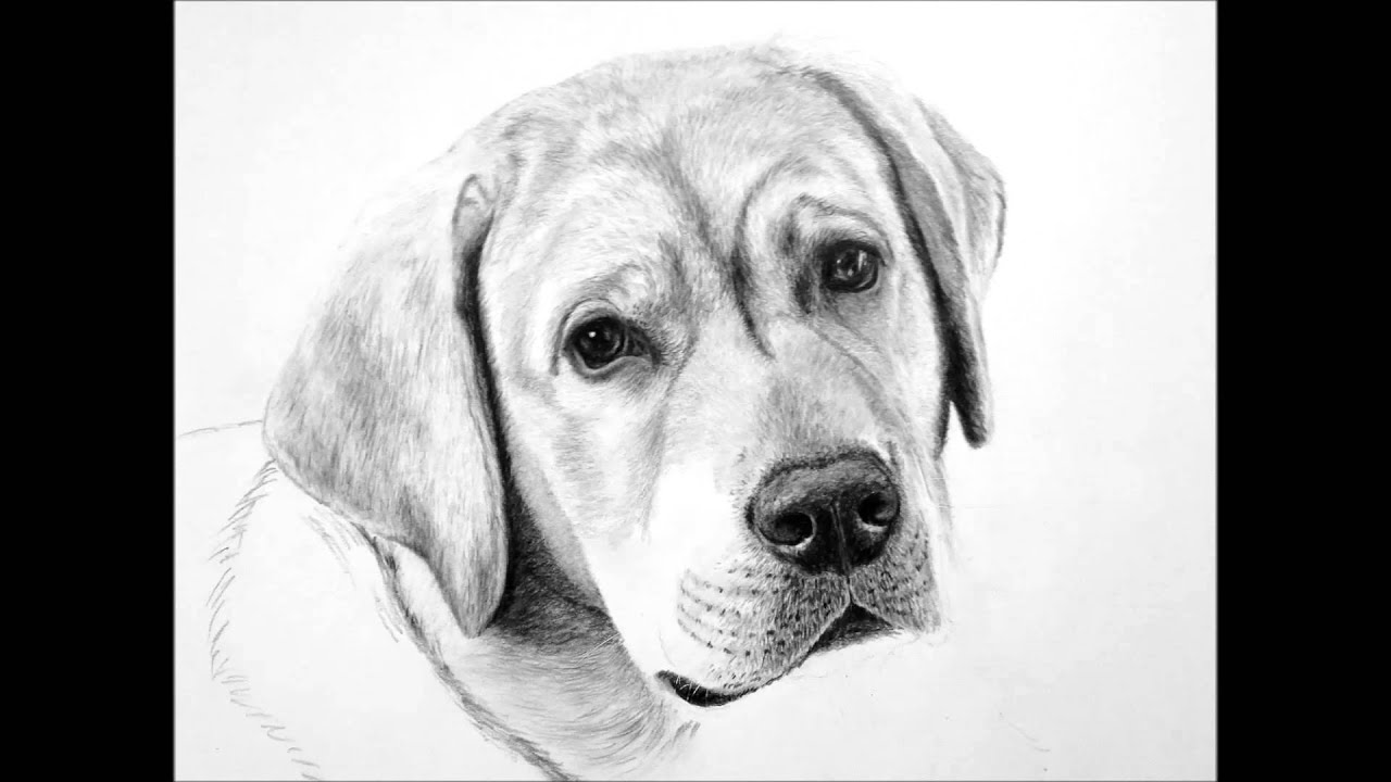 How To Draw A Realistic Yellow Lab