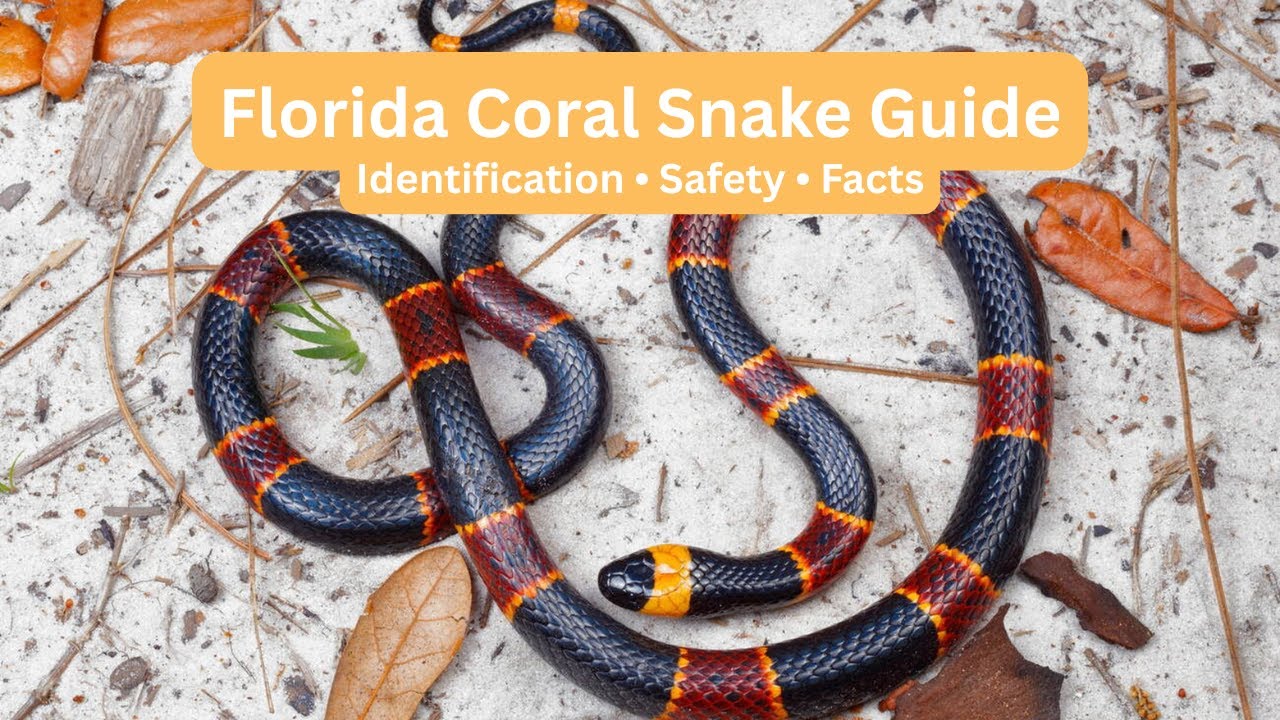 Florida Coral Snake Identification Venom And Safety Facts Youtube