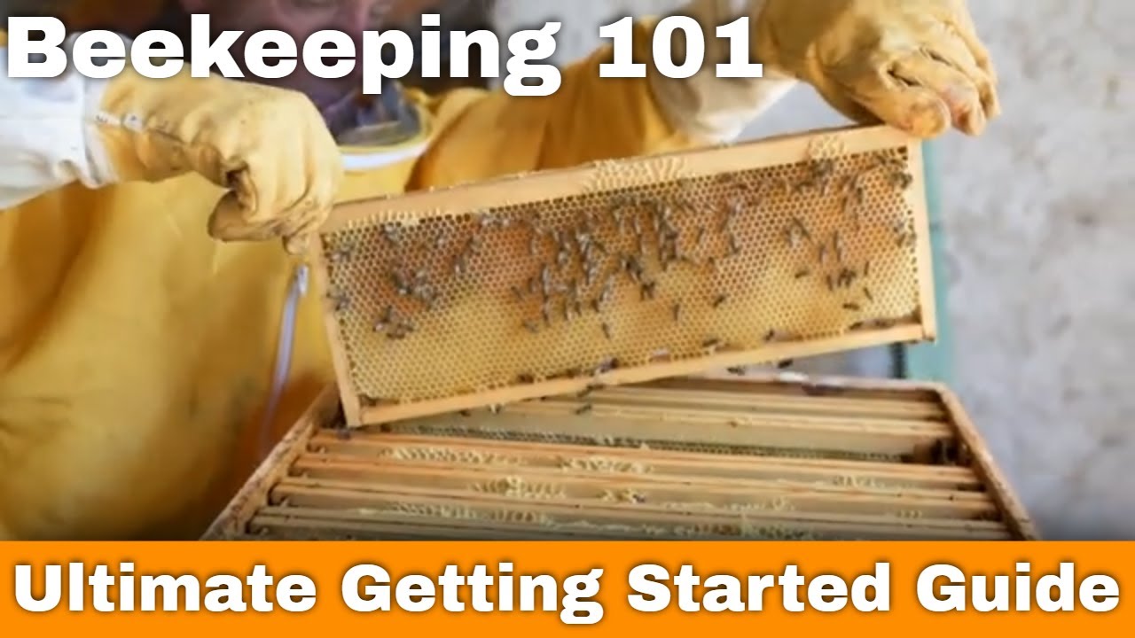 How To Harvest And Extract Honey Step By Step Guide Beekeeping Trove