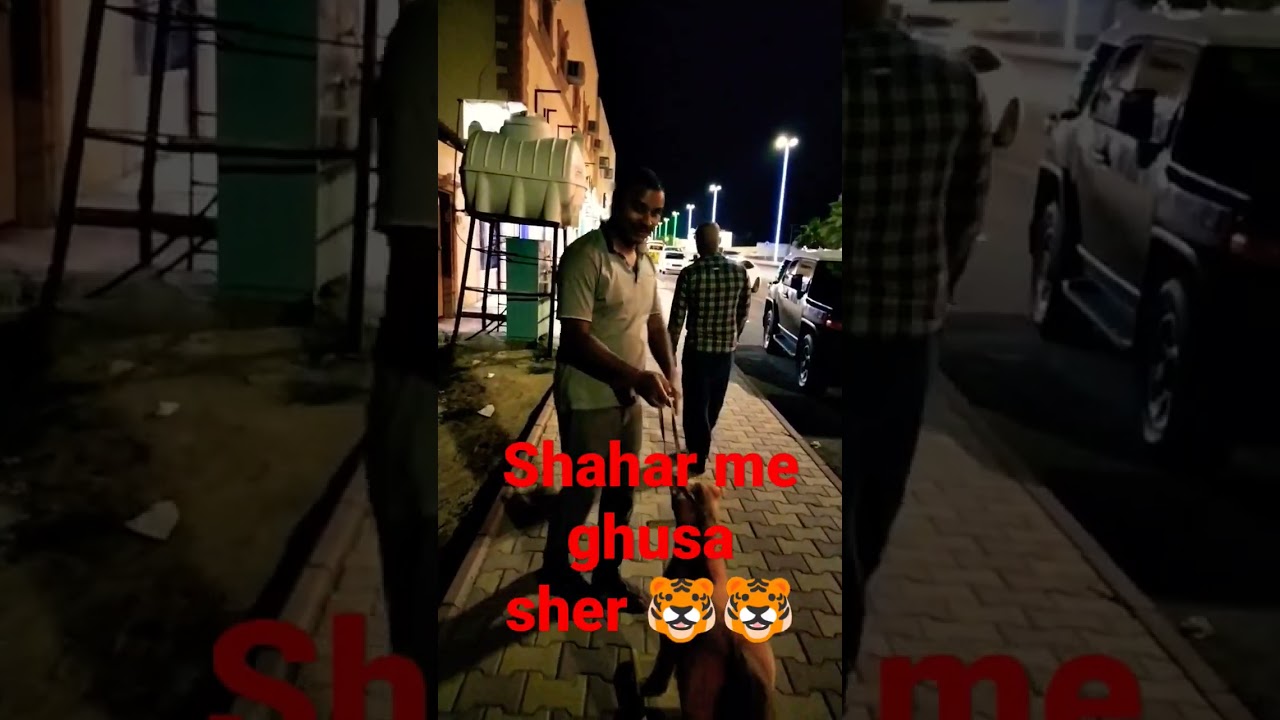 Hedgehog Care Guide For Beginners Housepetscare