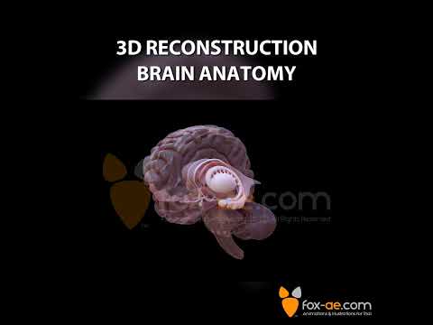 Brain Anatomy Youtube
