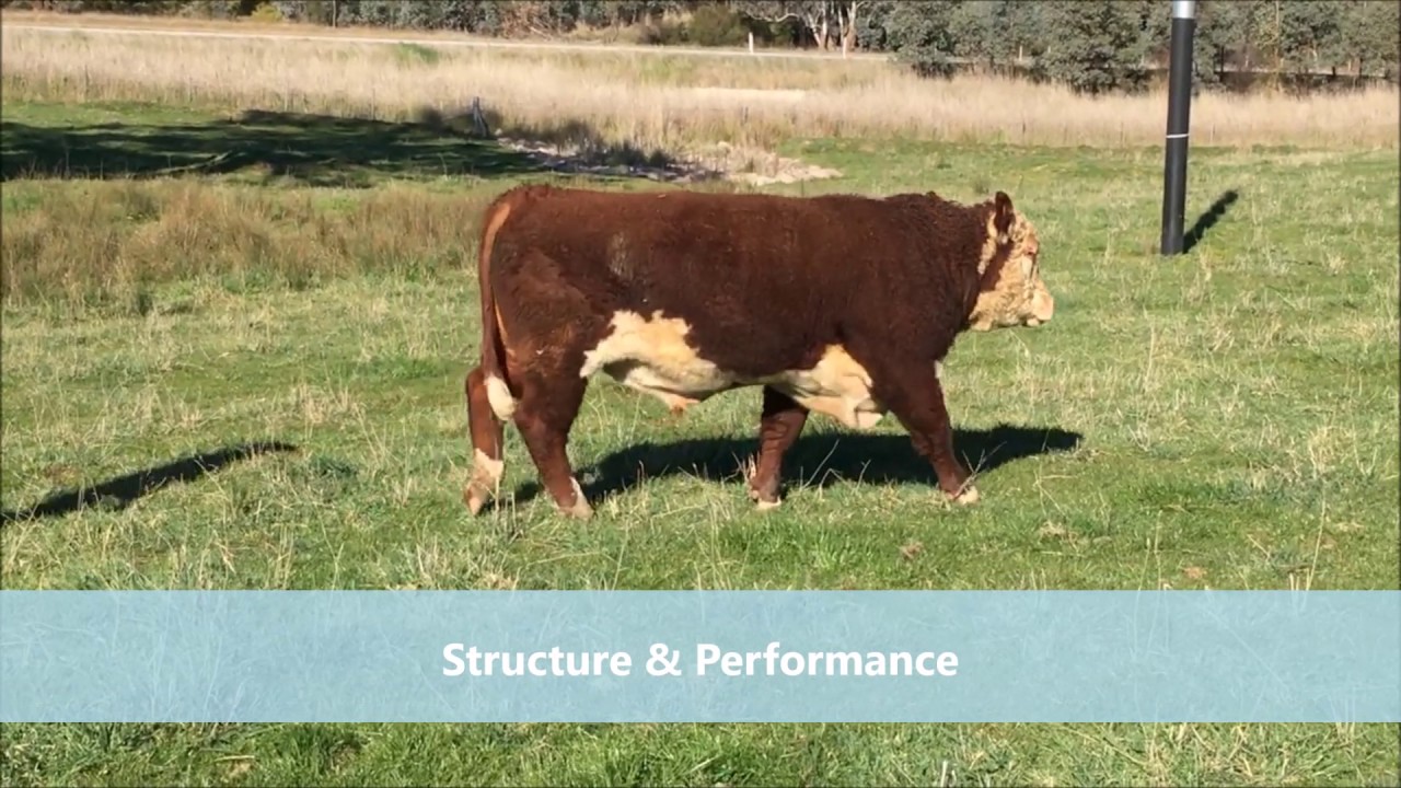 Wnal95 Video Youtube