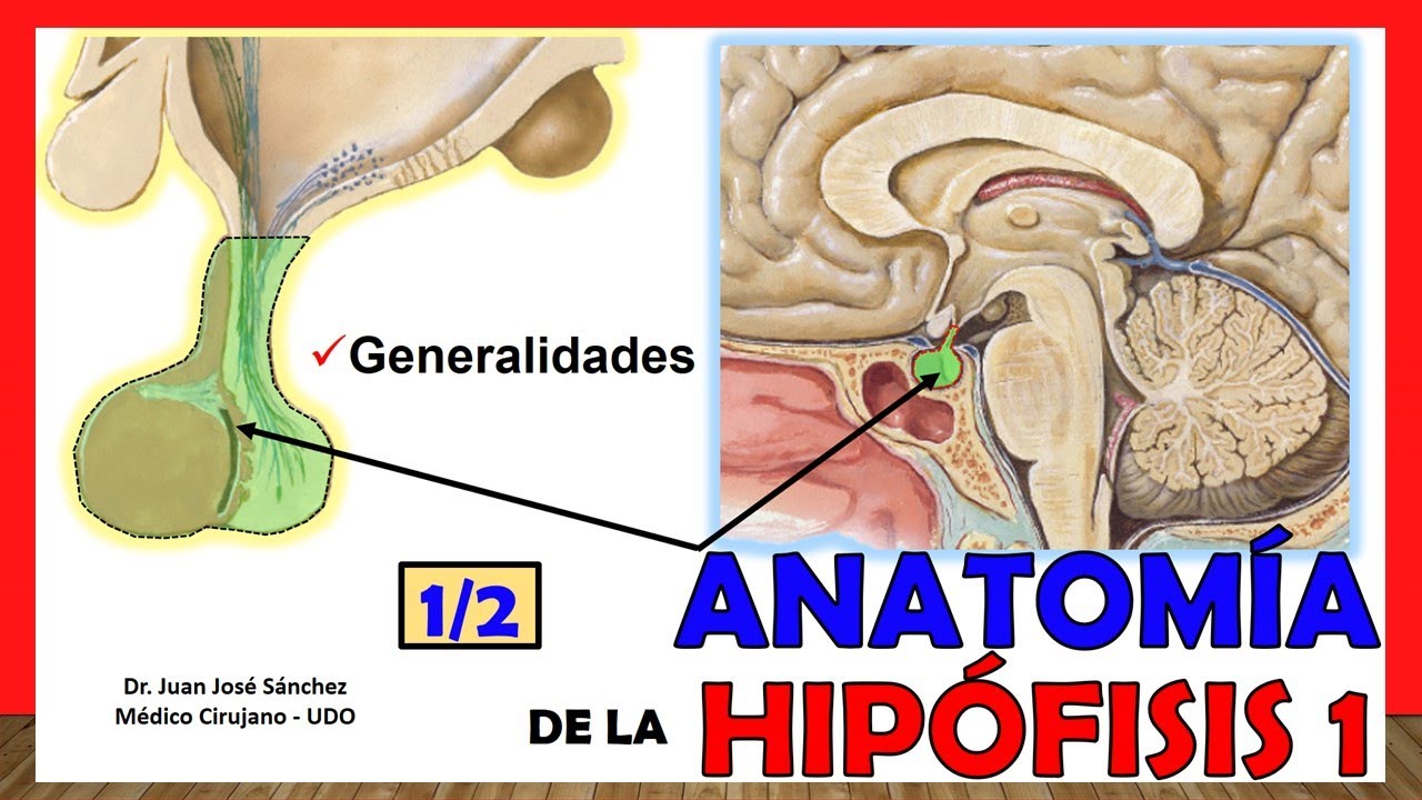 Anatomía De La Hipófisis 1 2 Glándula Pituitaria Explicación
