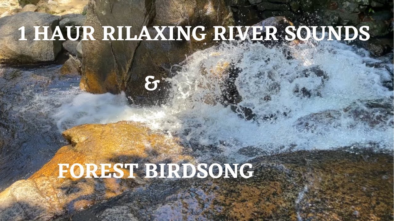 Relaxing River Flowing With Forest Birds Sound Youtube