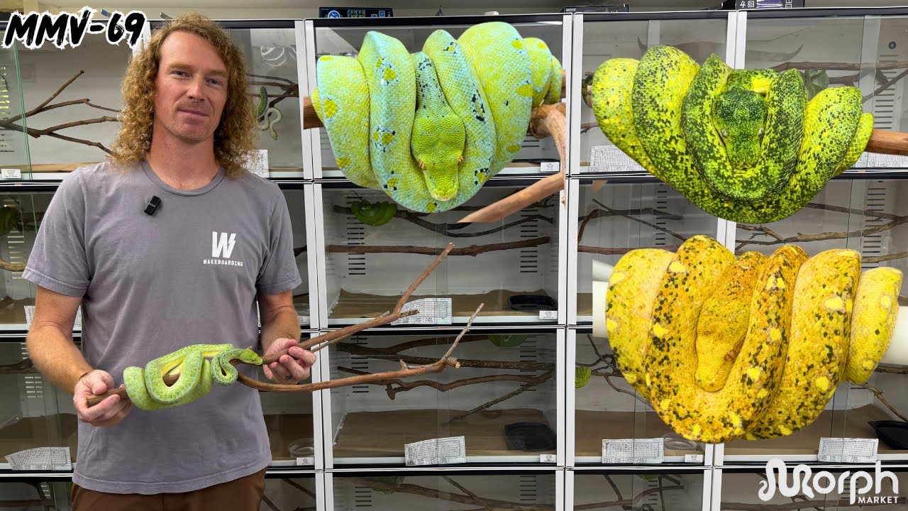 Checking Out These Insane Adult Green Tree Pythons With Tx Chondros