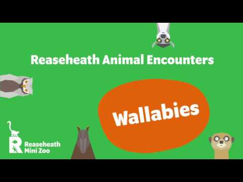 Reaseheath Mini Zoo Animal Encounters Wallabies Youtube