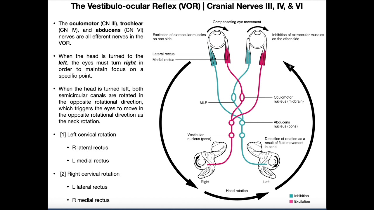 Vestibulo Ocular Reflex Vor Structure Physiology Youtube