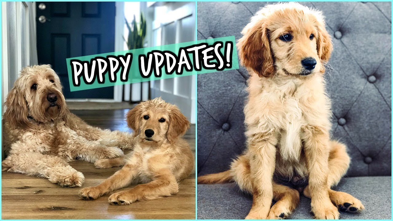 New Puppy Updates All About Our New Goldendoodle Youtube
