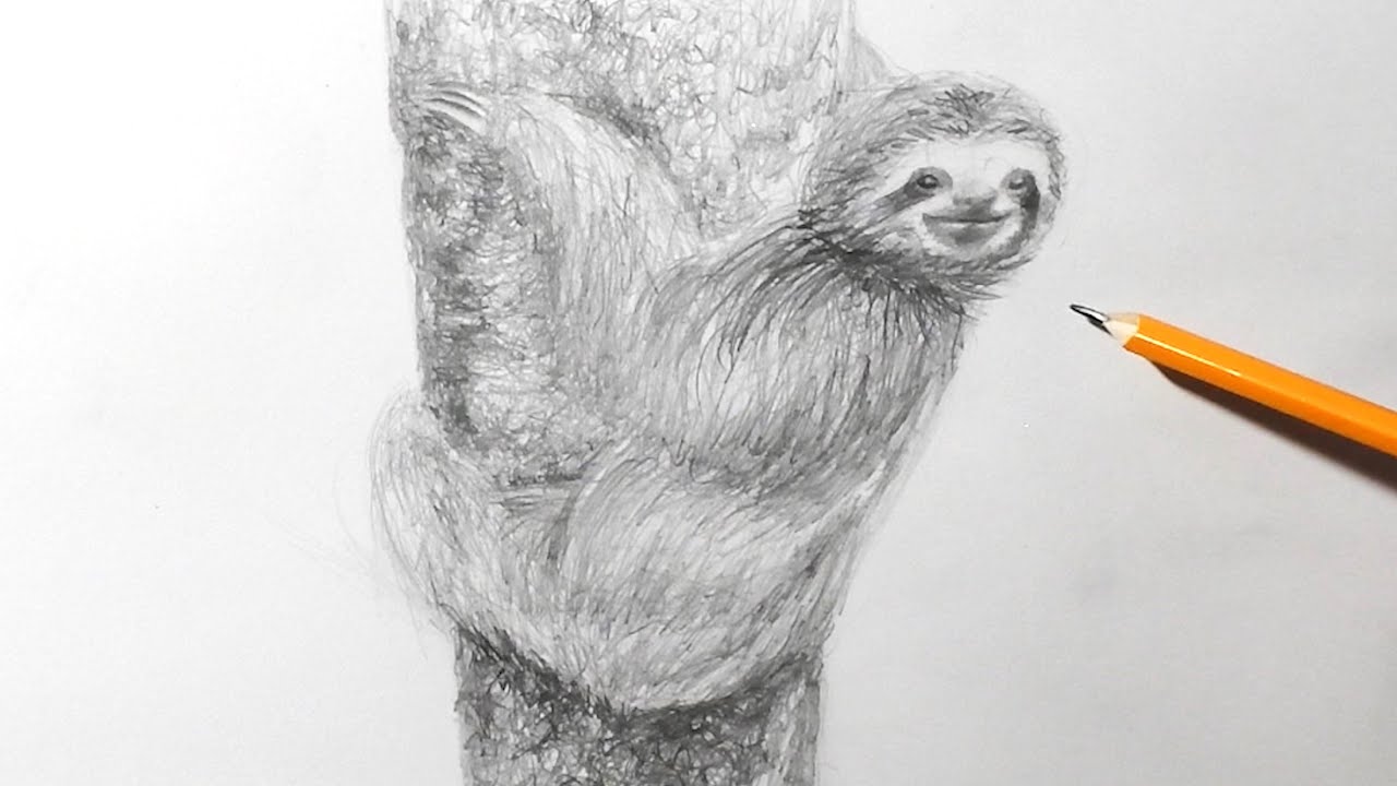 How To Draw A Sloth Pencil Sketching Technique Youtube