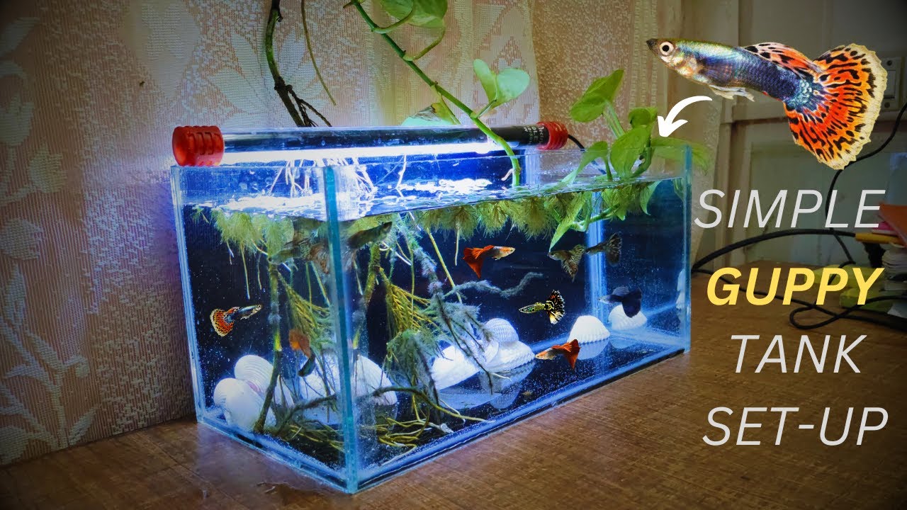 Fish Tank Setup For Guppies At Amy Peters Blog