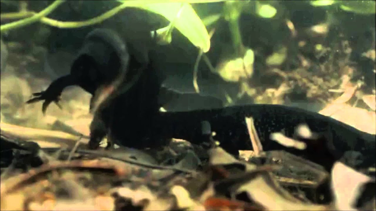 Great Crested Newts On Springwatch 2015 Youtube