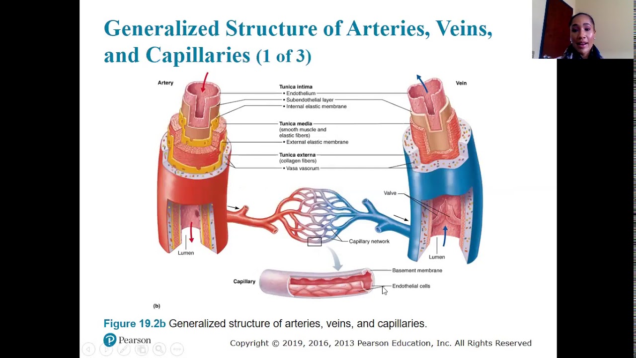 Mastering Anatomy Physiology Pearson
